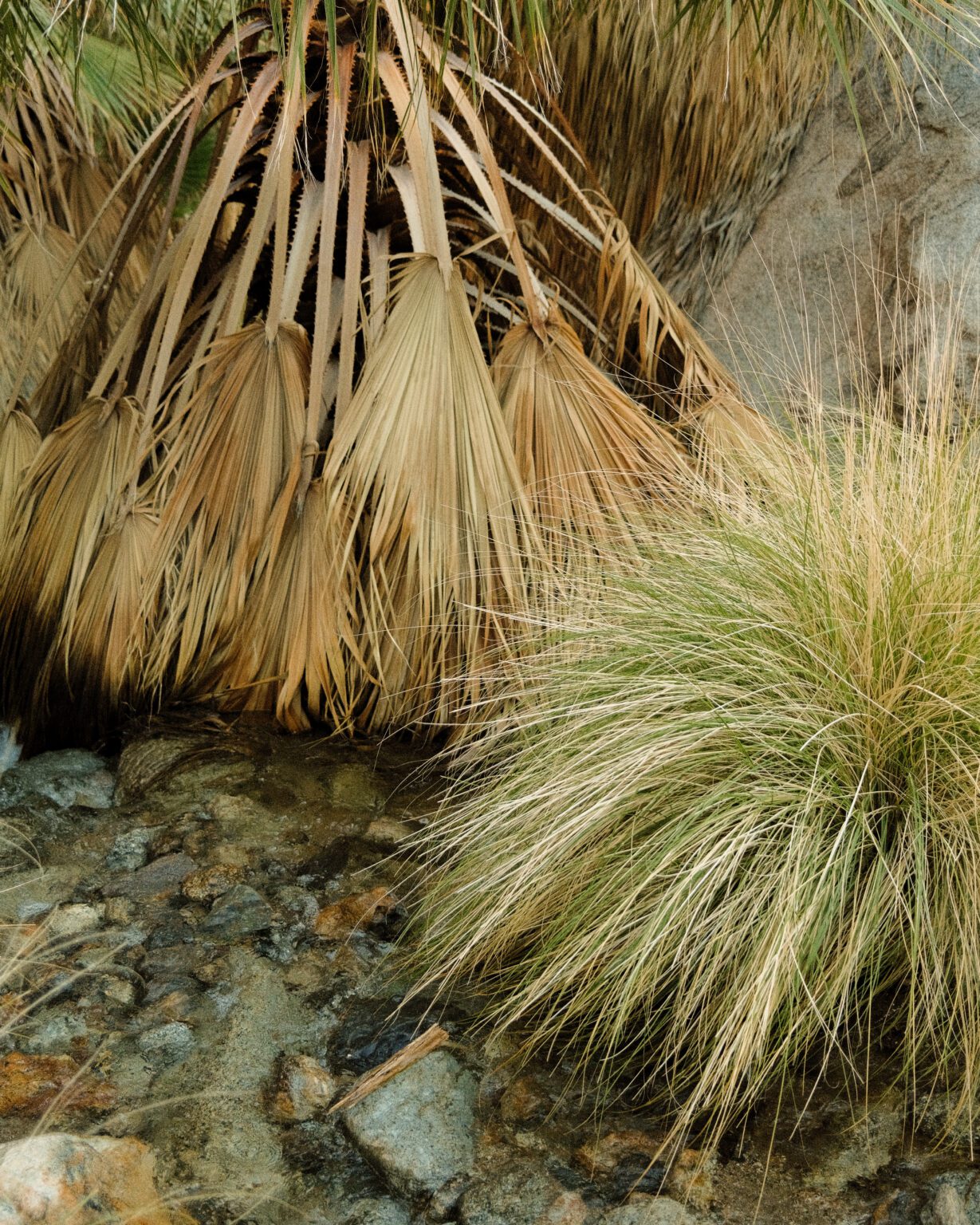Here's how I'd plan an Anza Borrego Elopement - Isabella Griffith