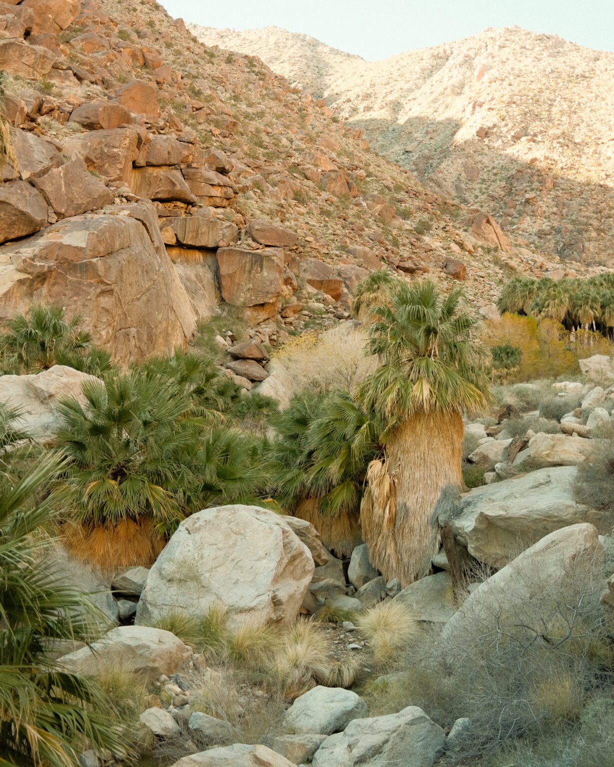 Here's how I'd plan an Anza Borrego Elopement - Isabella Griffith