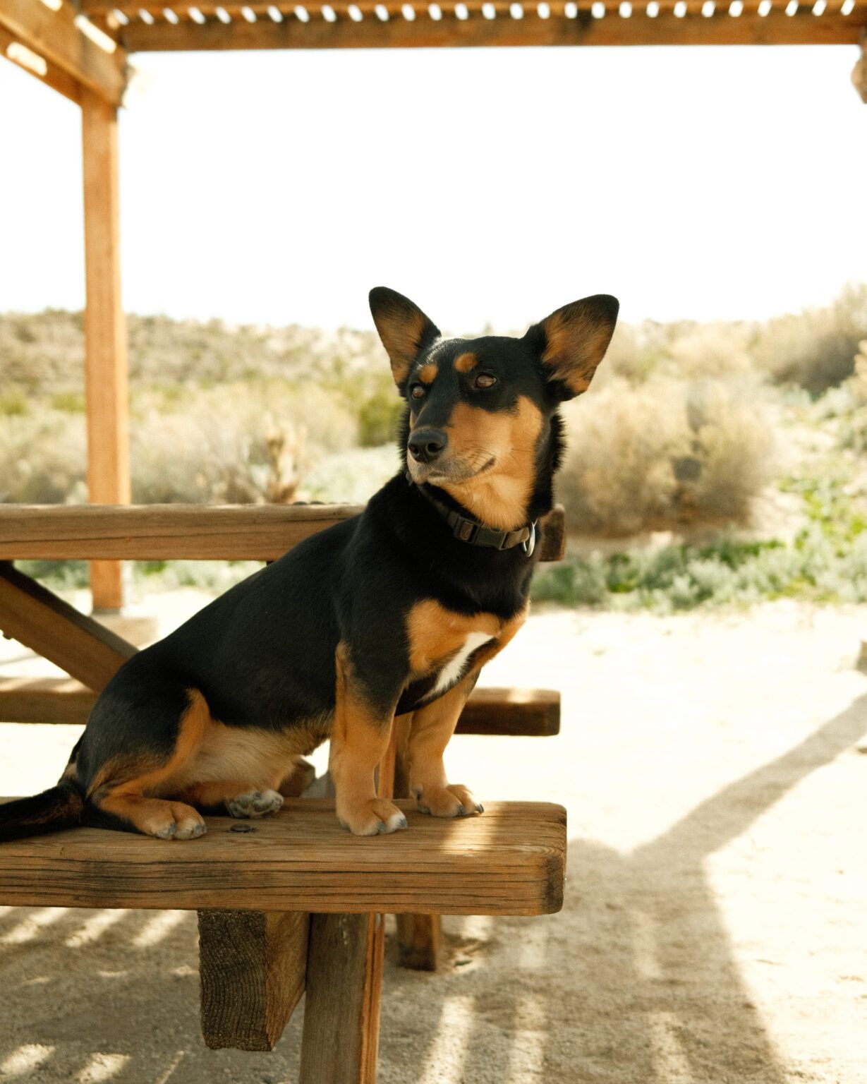 Here's how I'd plan an Anza Borrego Elopement - Isabella Griffith
